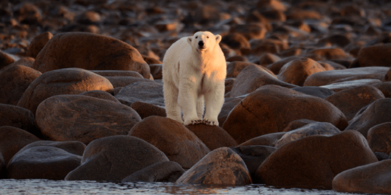 20 Fun and Interesting Facts About Manitoba: Over 100,000 Lakes ...